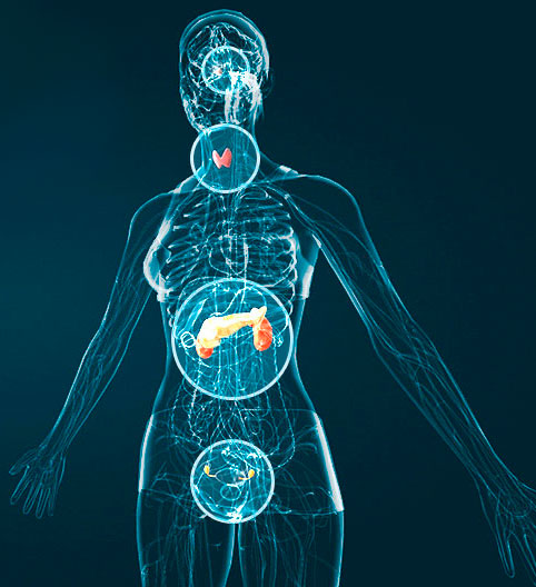 Endocrinología - Centro Médico GAVA